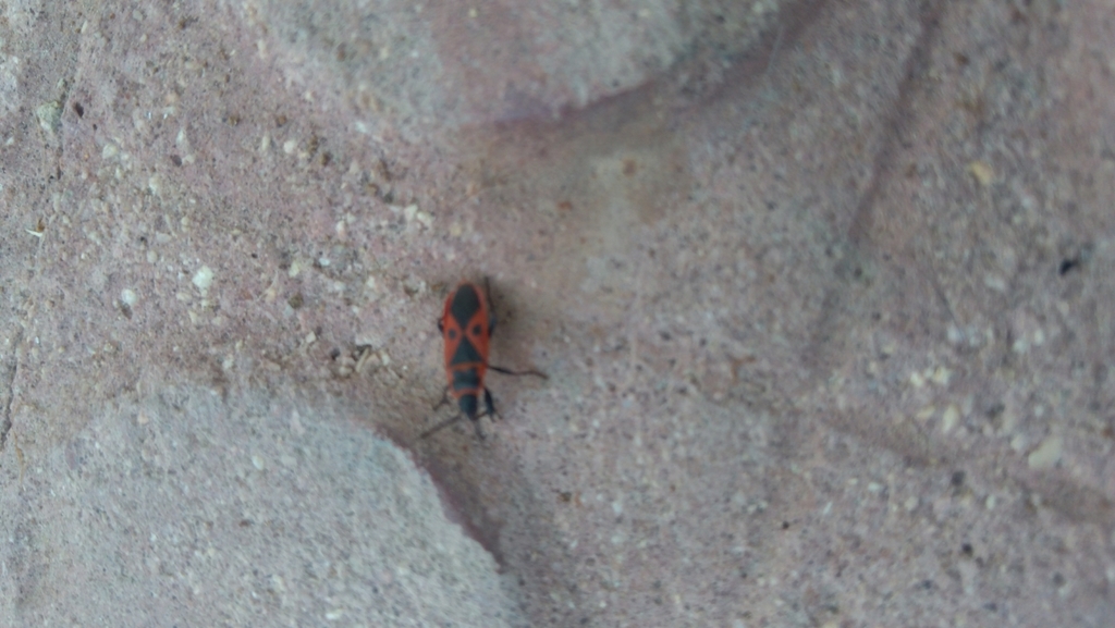 Mediterranean red bug from Russeifa District, Russeifa, Jordan on July ...