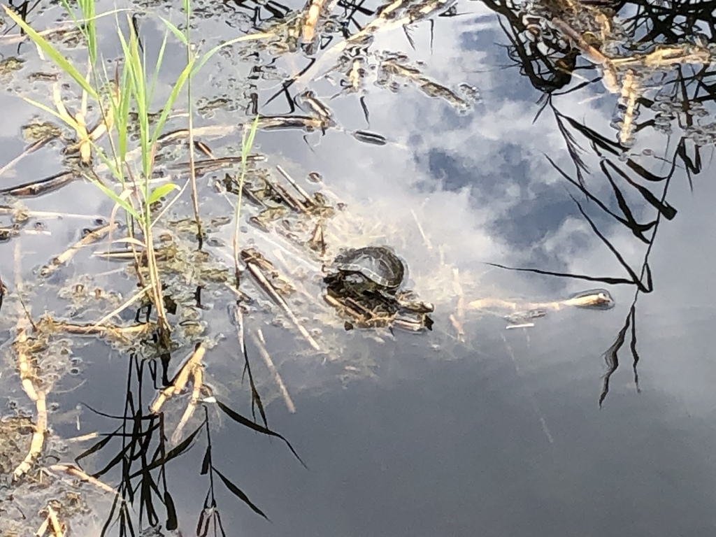 European Pond Turtle in July 2020 by pearmonger · iNaturalist