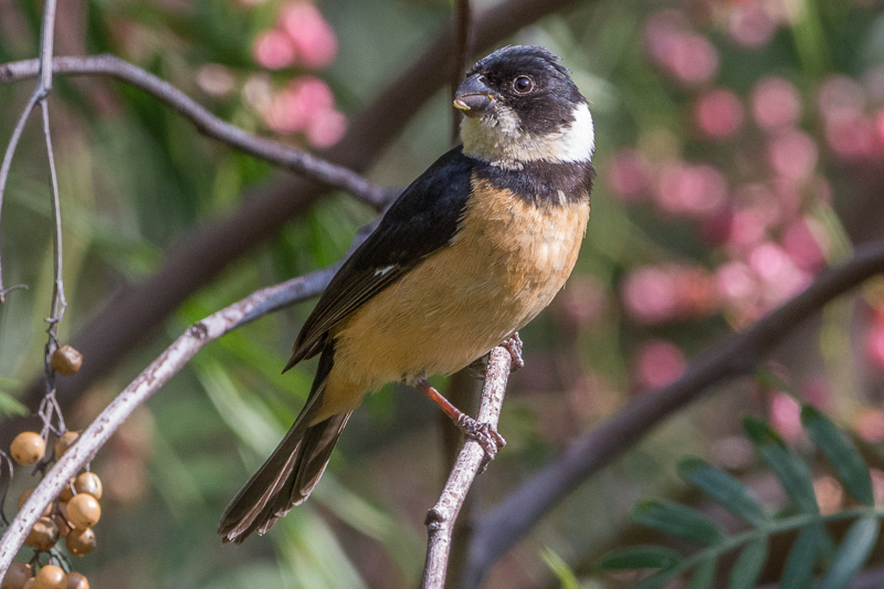 Cinnamon-rumped Seedeater from Parque Tangamanga I, San Luis, S.L.P ...