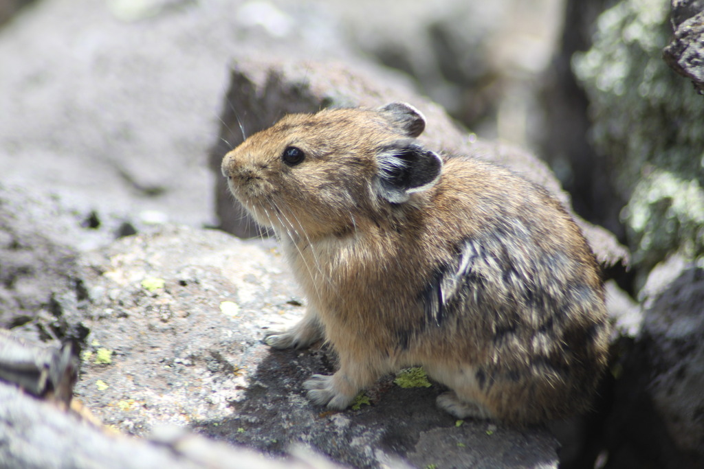 American Pika from Trappers Lake on July 31, 2011 by rbradfor. Pika ...
