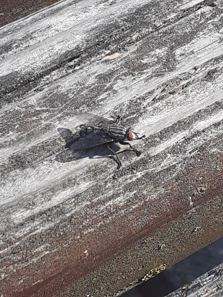 Common Flesh Flies from Приморски, България on July 23, 2020 at 05:20 ...