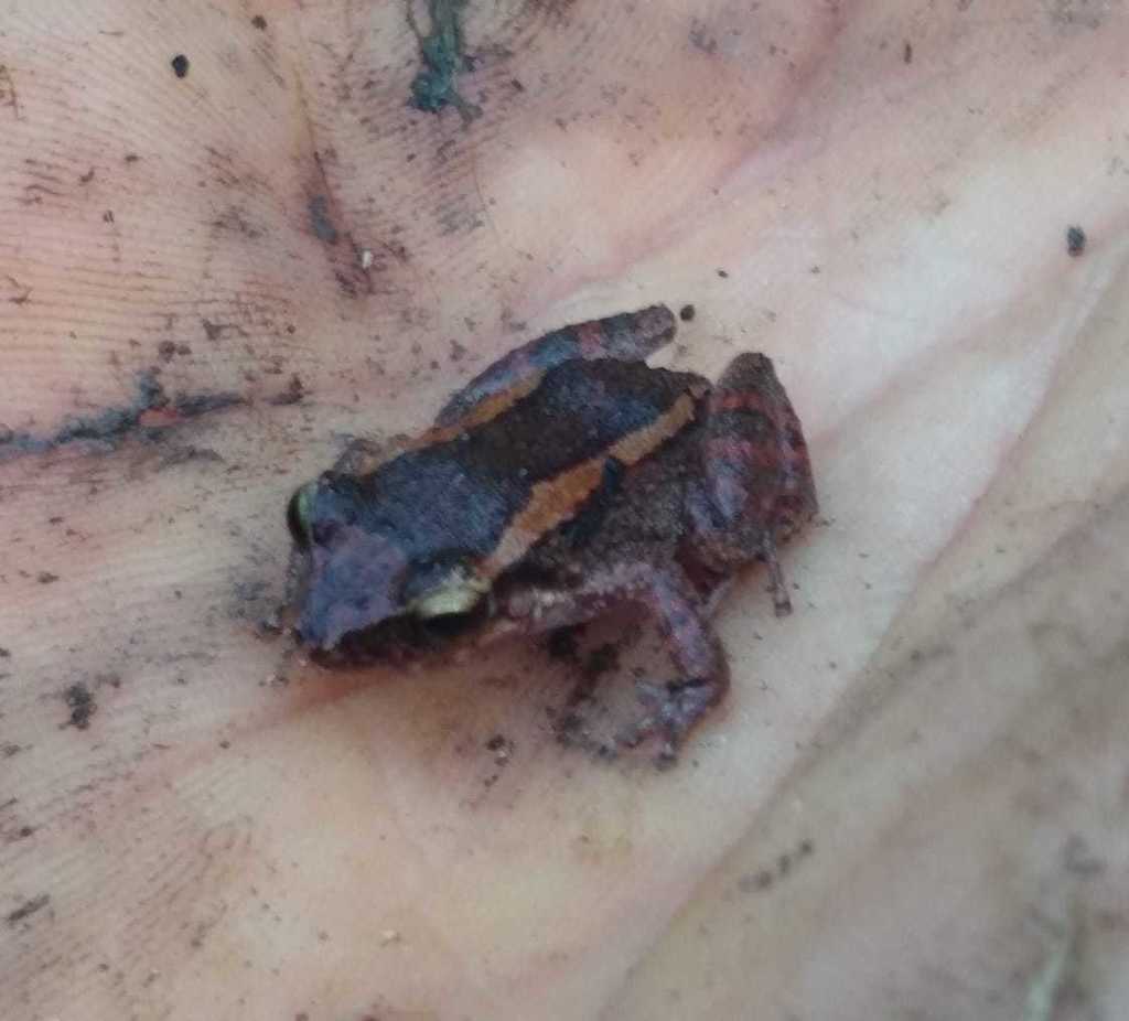 Grenada Frog in June 2020 by Renoir J. Auguste · iNaturalist