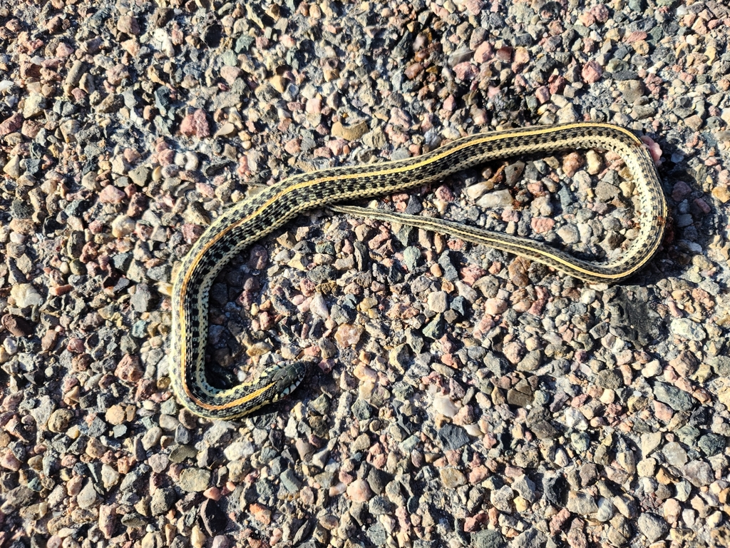 Plains Garter Snake in July 2020 by Nathan Gjelsness · iNaturalist