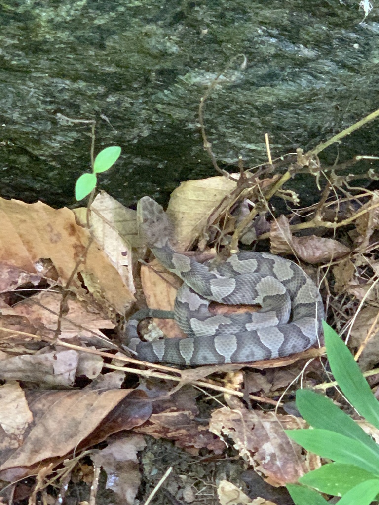 Eastern Copperhead from Potomac, MD, US on July 23, 2020 at 01:57 PM by Cara G · iNaturalist