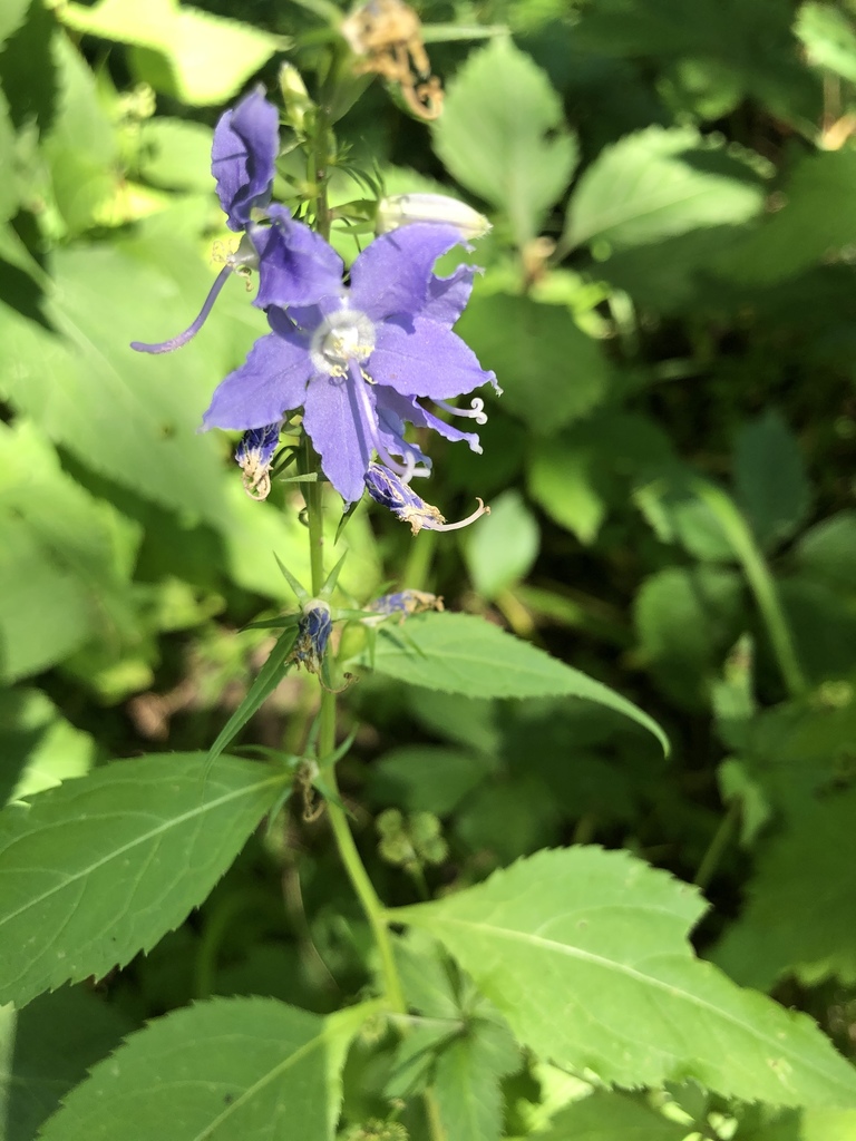 tall bellflower from Ames, IA, US on July 23, 2020 at 04:50 PM by ...