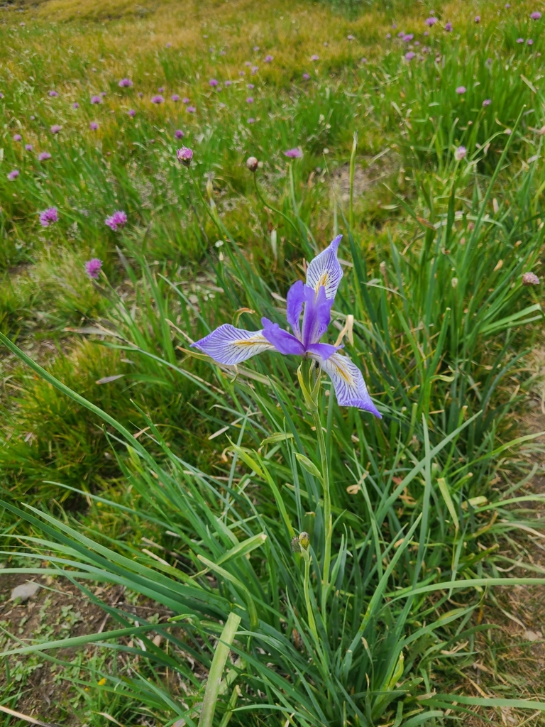 western blue flag from Lee Vining, CA 93541, USA on July 23, 2020 at 01 ...