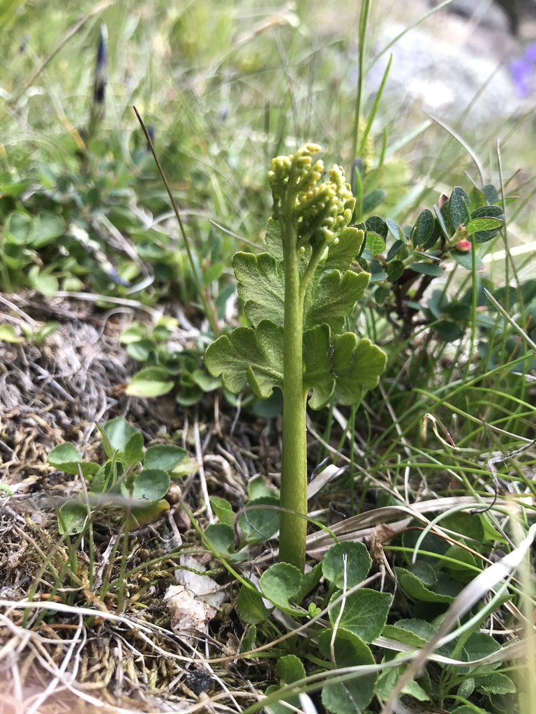 Northern Moonwort from Vestgrønland, GL on July 4, 2019 at 12:54 PM by ...
