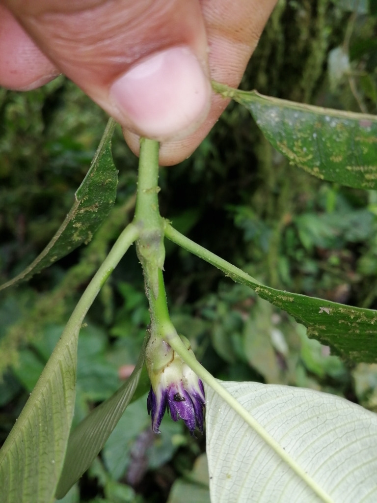 Palicourea from Mindo, Ecuador on July 23, 2020 at 05:30 PM by Javier ...