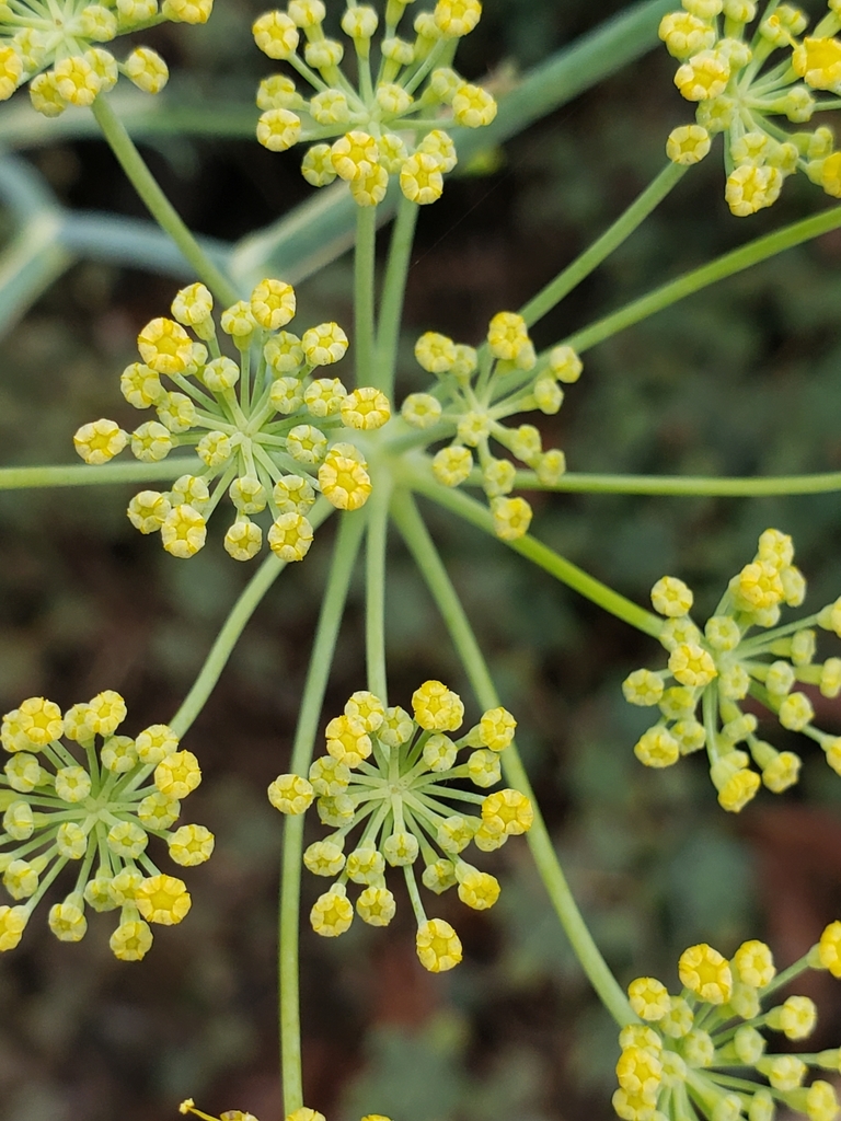 fennel from University Heights, San Diego, CA, USA on July 23, 2020 at ...