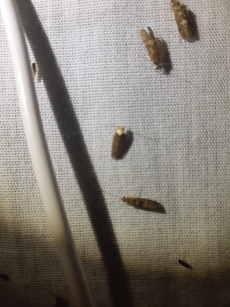 Purple Carrot-seed Moth from Peterborough, ON K9J 7N8, Canada on July ...