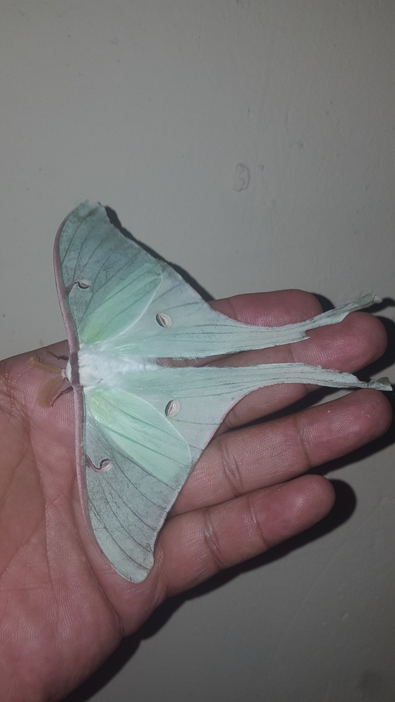 Mexican Moon Moth from Rancho El sinaí- Jilotepec, Ver., México on July ...