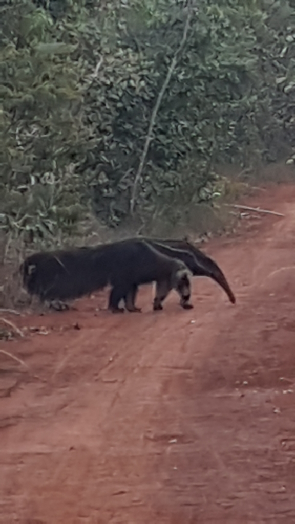 Giant Anteater in July 2020 by Joaquim Barbosa Bernardes · iNaturalist