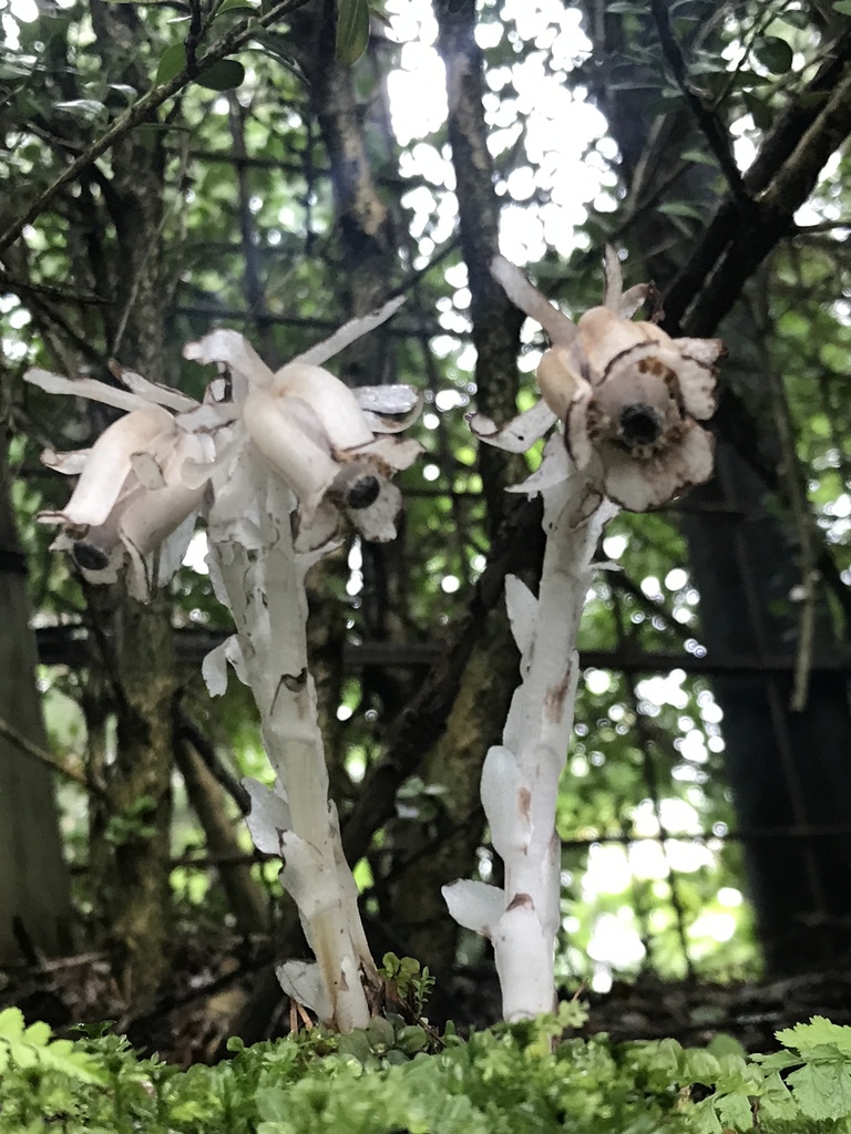 Monotropastrum humile from Karuizawa, Karuizawa-Machi, Kitasaku-Gun ...