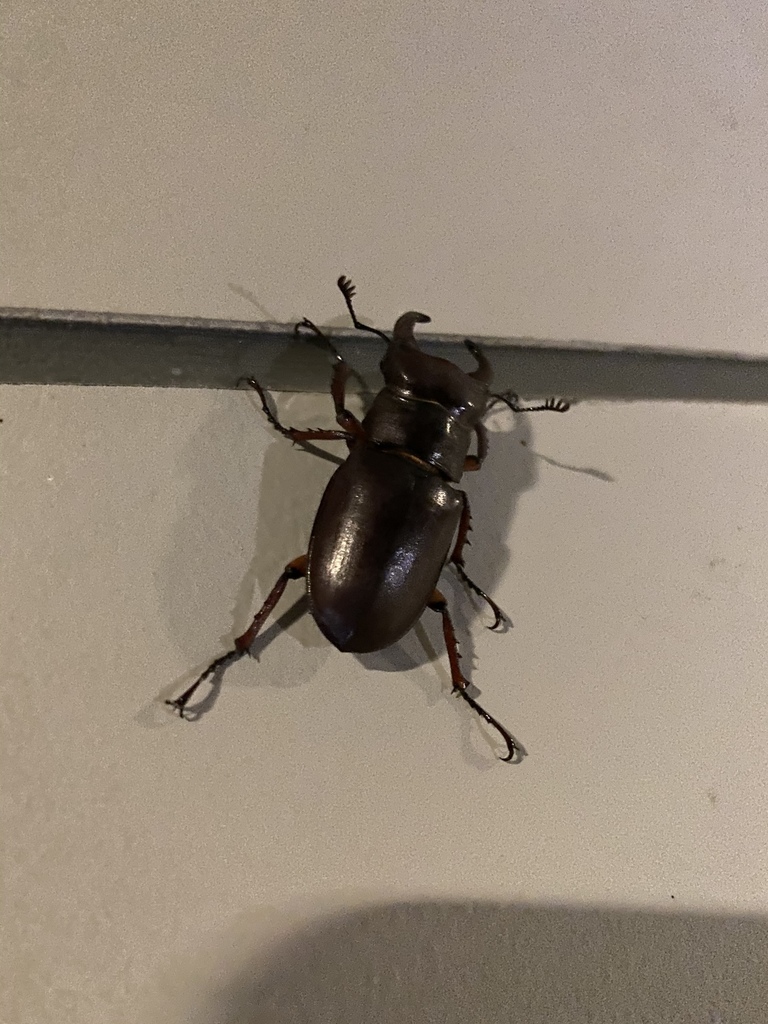 Reddish-brown Stag Beetle from Ruffner Mountain Nature Preserve ...