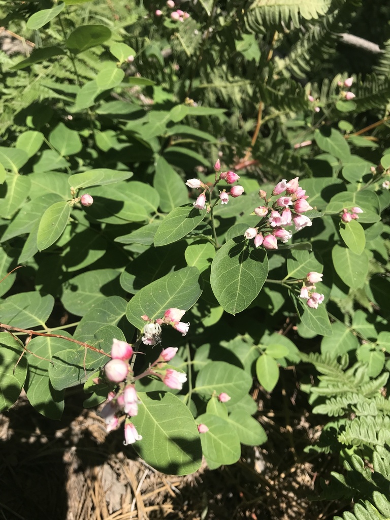 spreading dogbane from Eldorado National Forest, El Dorado County, US ...