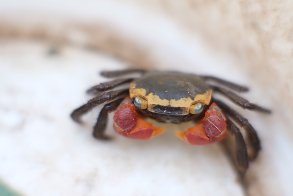 Red-clawed crab from Misakimachi, Miura, Kanagawa, Japan on July 24 ...