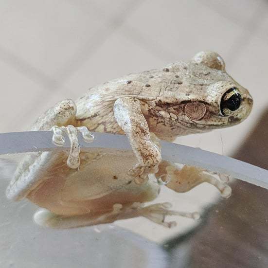 Cuban Tree Frog from Louisville on March 19, 2019 by R. Barger ...