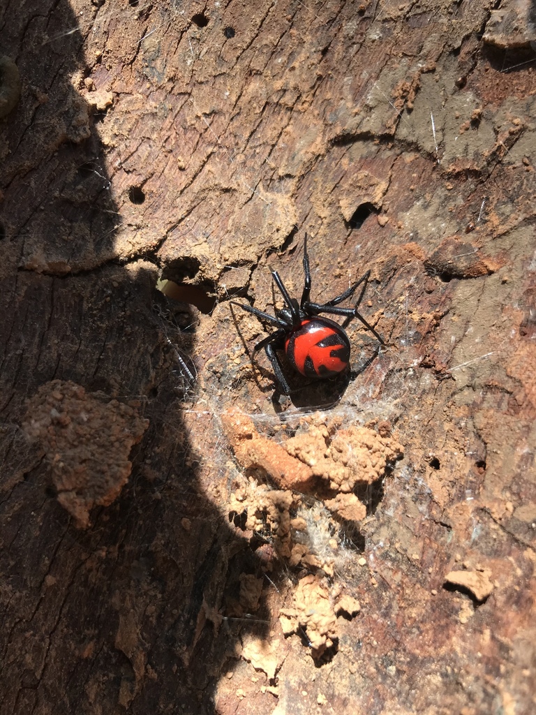 Latrodectus elegans from Yongde, Lincang, Yunnan, CN on July 24, 2020 ...