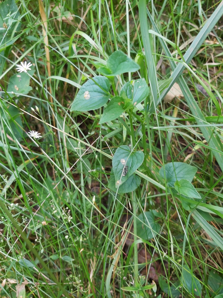 Heath Dog-Violet from Voranava, BY-HR, BY on July 24, 2020 at 02:12 PM ...