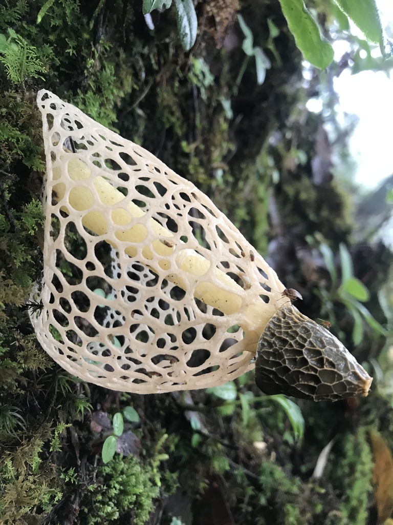 Phallus lutescens from Yongde, Lincang, Yunnan, CN on July 22, 2020 at ...