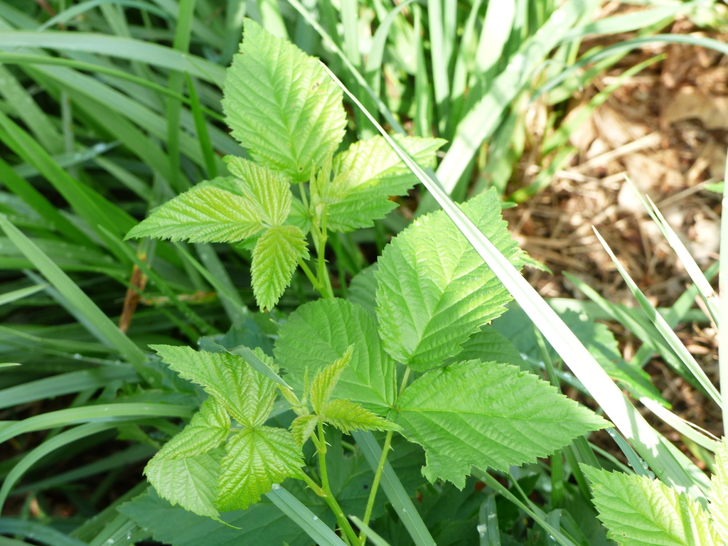 Pennsylvania Blackberry from Old Bethpage, NY, USA on July 22, 2020 at ...
