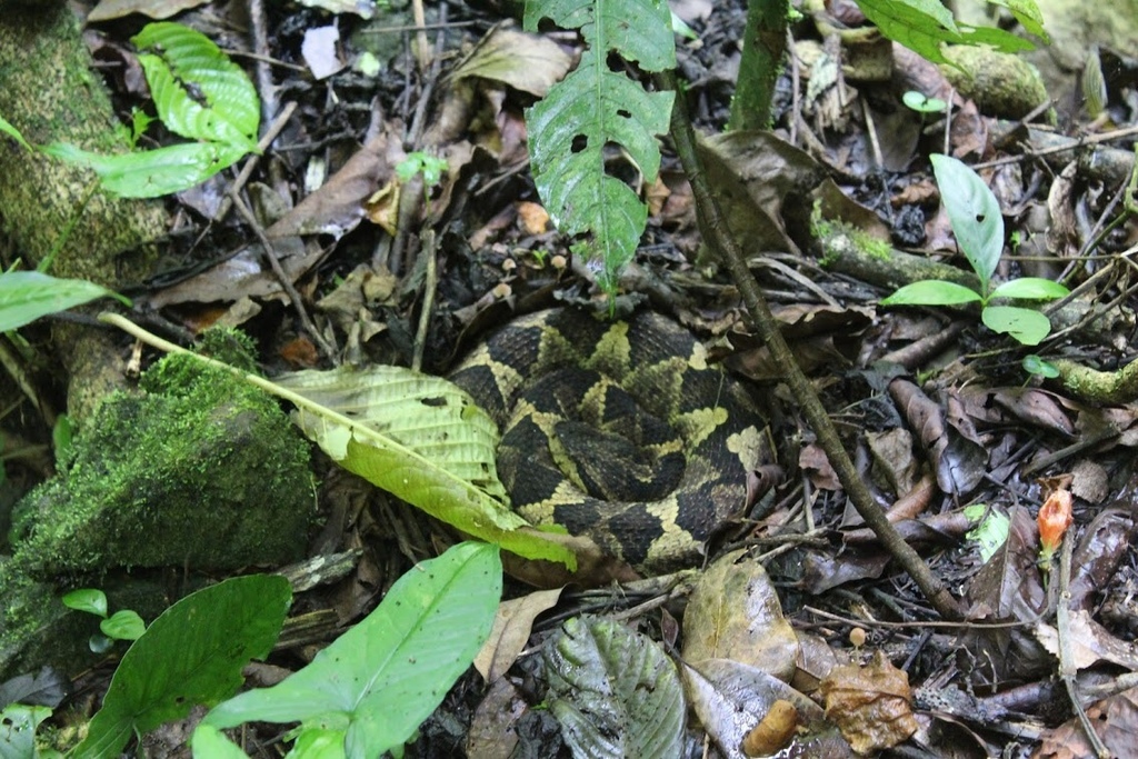Mexican Jumping Pit Viper from Santa María Jacatepec, OAX, MX on July 9 ...