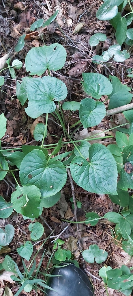 Broad-leaved Violet from Lida, BY-HR, BY on July 24, 2020 at 04:21 PM ...