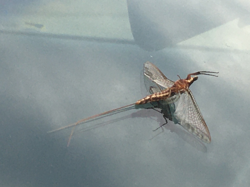 Giant Mayfly in July 2020 by youngwolf · iNaturalist