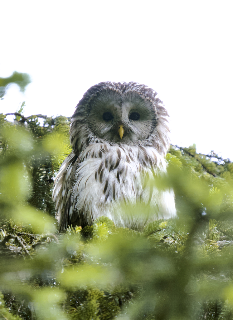 Ural Owl from 1386 Vrhnika pri Ložu, Slovenia on June 20, 2020 at 09:25 ...