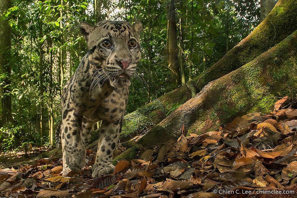 Bornean Clouded Leopard in March 2016 by Chien Lee · iNaturalist