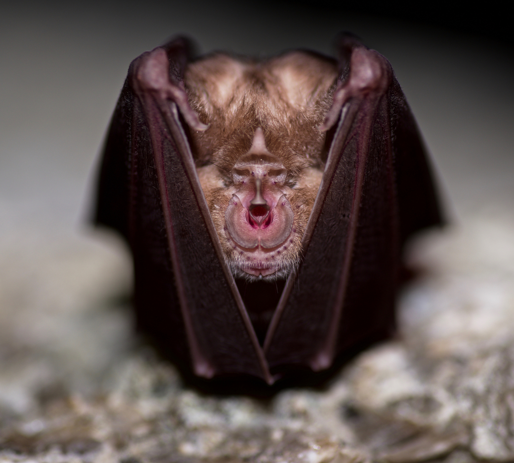 Greater Horseshoe Bat from Città Metropolitana di Bologna, Italia on ...