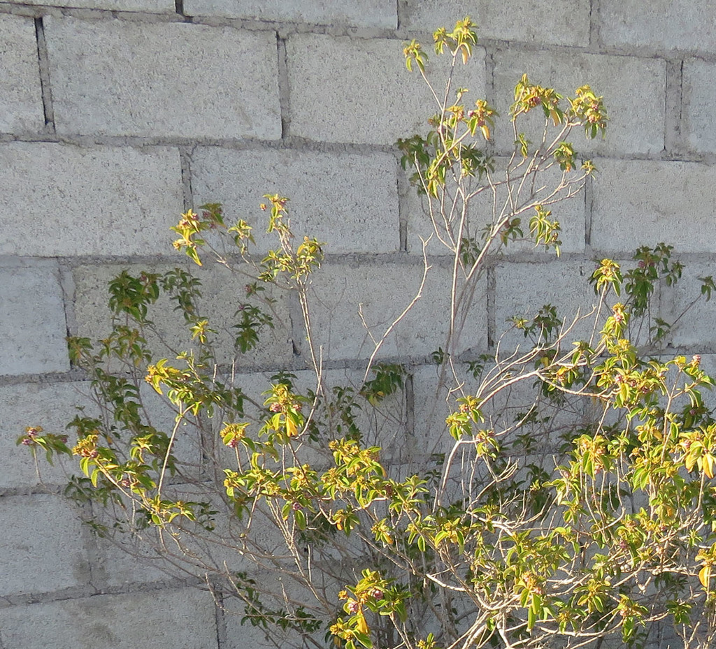 Button Sage from Isla Arena, Campeche on July 21, 2016 at 08:10 AM by ...