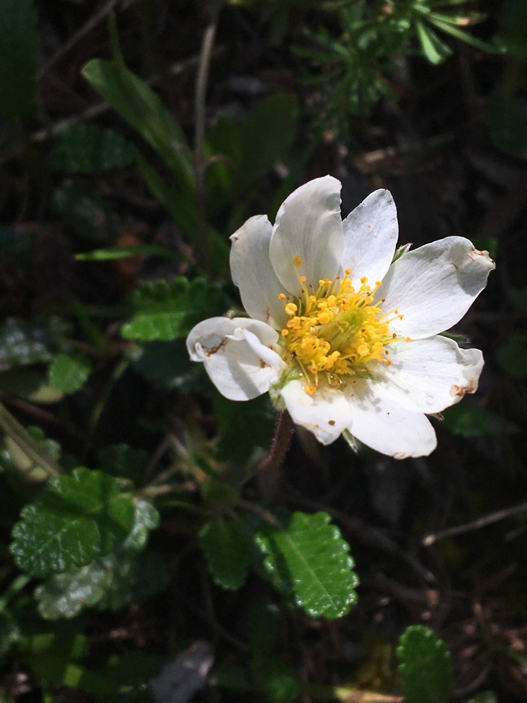 Eight-petal Mountain-Avens from 7526, Cinuos-chel, Graubünden, CH on ...
