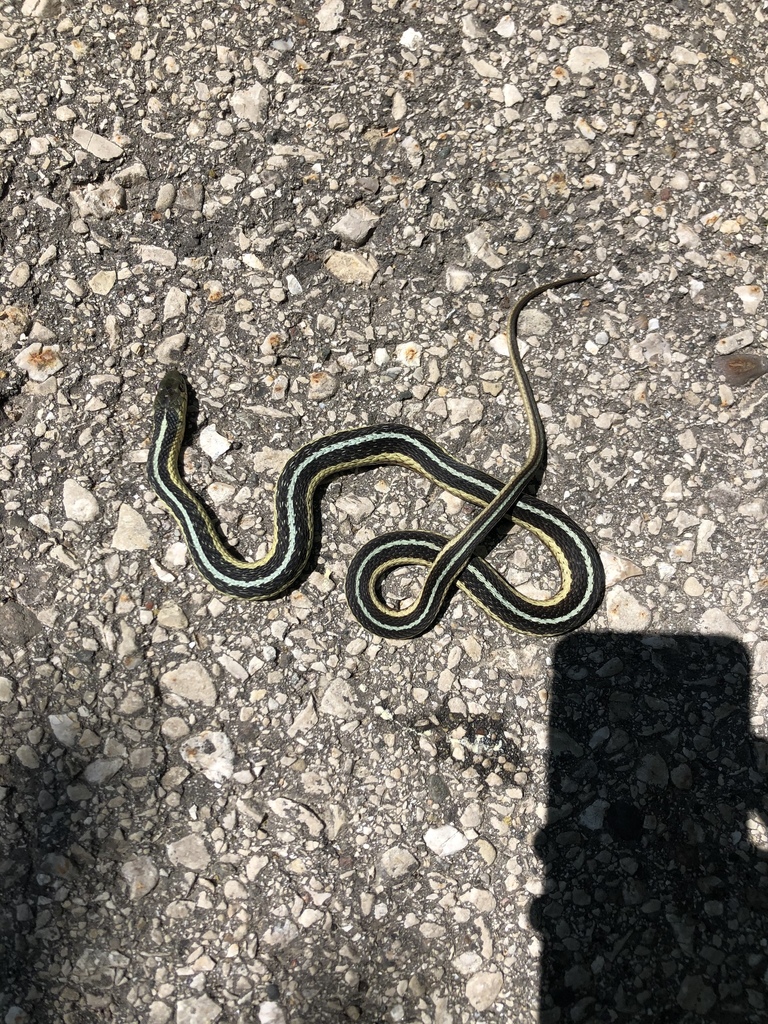 Common Garter Snake from Washington Island, Washington Island, WI, US ...