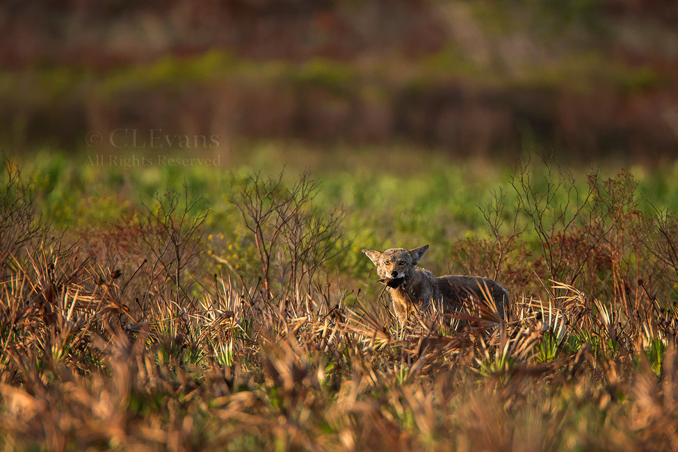 Coyote from Okeechobee County, FL, USA on April 23, 2018 at 06:59 PM by ...