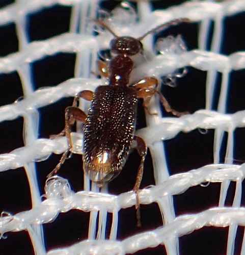 Anthicus semipunctatus · iNaturalist