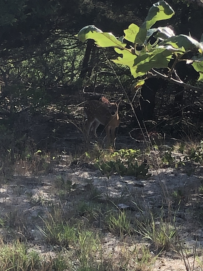 White-tailed Deer from Long Island, Stony Brook, NY, US on July 25 ...