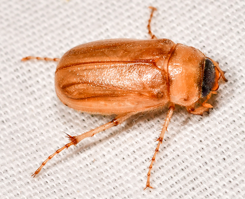 Phyllophaga longitarsa · iNaturalist