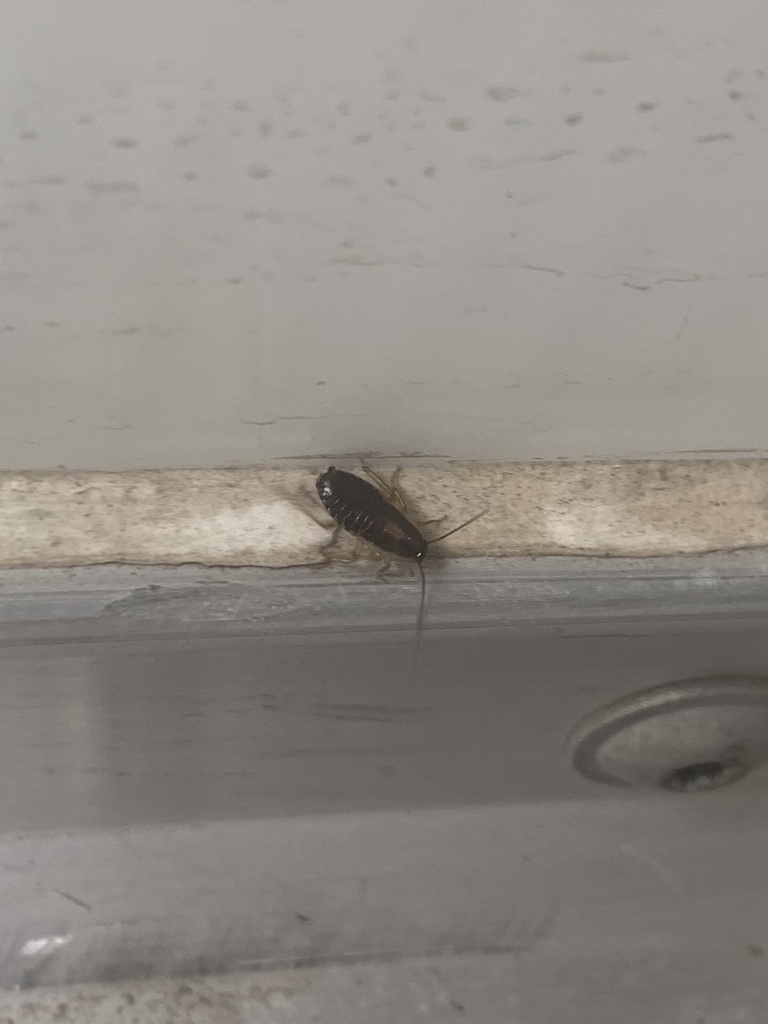 Cockroaches and Termites from N Third St, Cornell, WI, US on July 25 ...