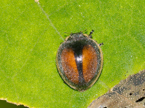 Epilachna extrema · iNaturalist