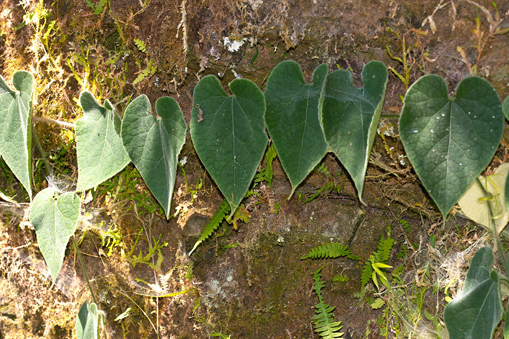 Gurania from , Pastaza, Ecuador on February 21, 2017 at 10:07 AM by ...