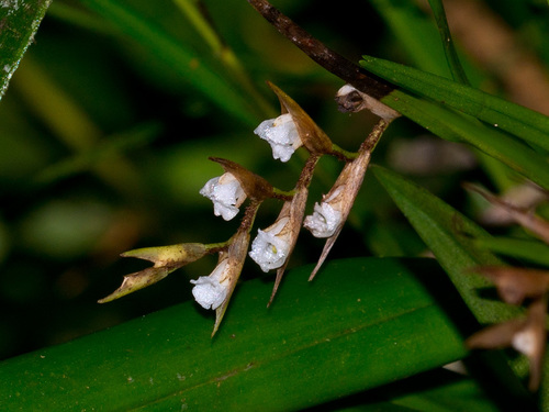 Elleanthus Fractiflexus Complex (Complex Elleanthus fractiflexus ...