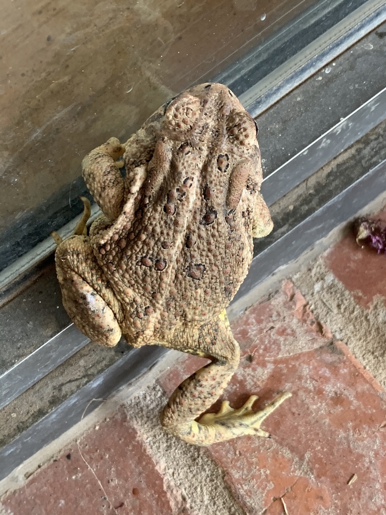 Woodhouse's Toad from Brookfield Dr, Norman, OK, US on July 25, 2020 at ...