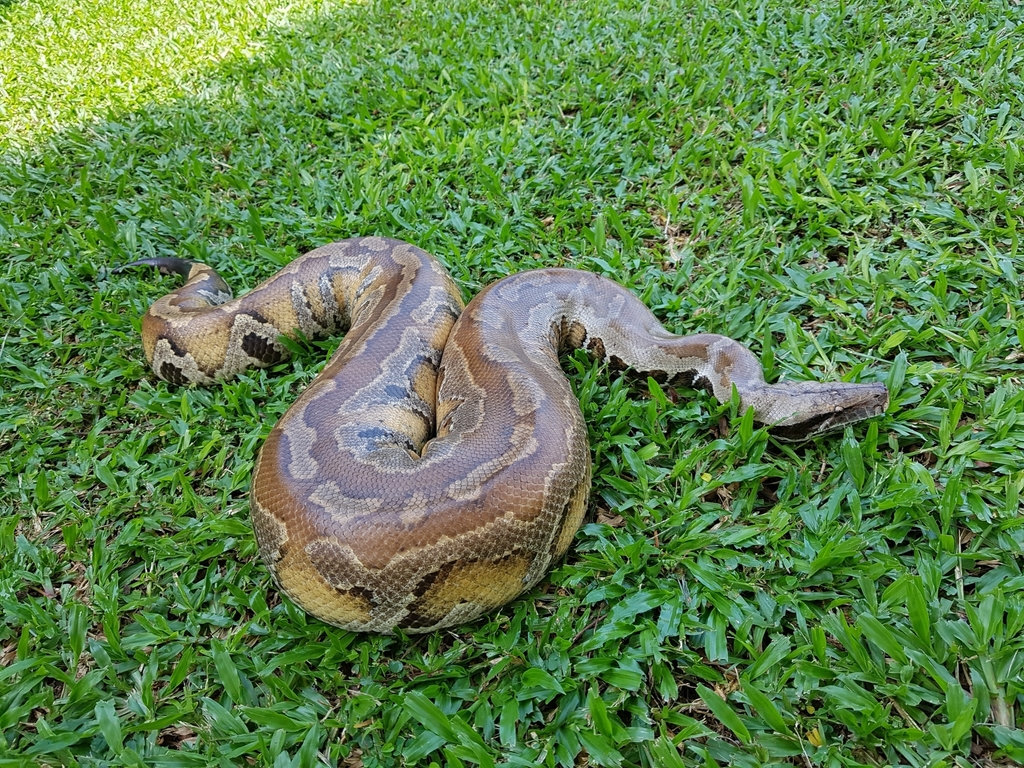 Malaysian Blood Python from Taman Mewah, 71000 Port Dickson, Negeri ...