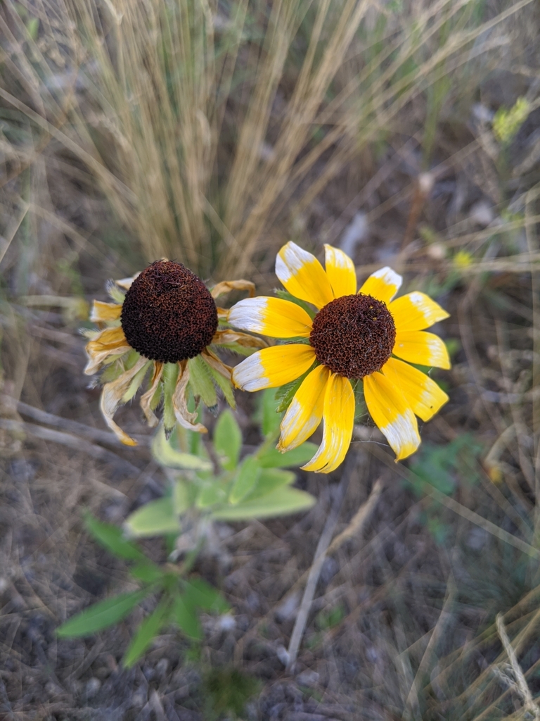 black-eyed Susan from Midvale, UT, USA on July 25, 2020 at 08:49 AM by ...