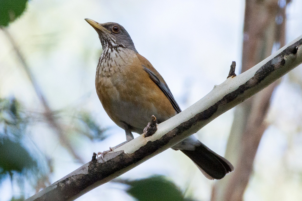 Rufous-backed Robin from San Luis Potosí, San Luis Potosi, Mexico on ...