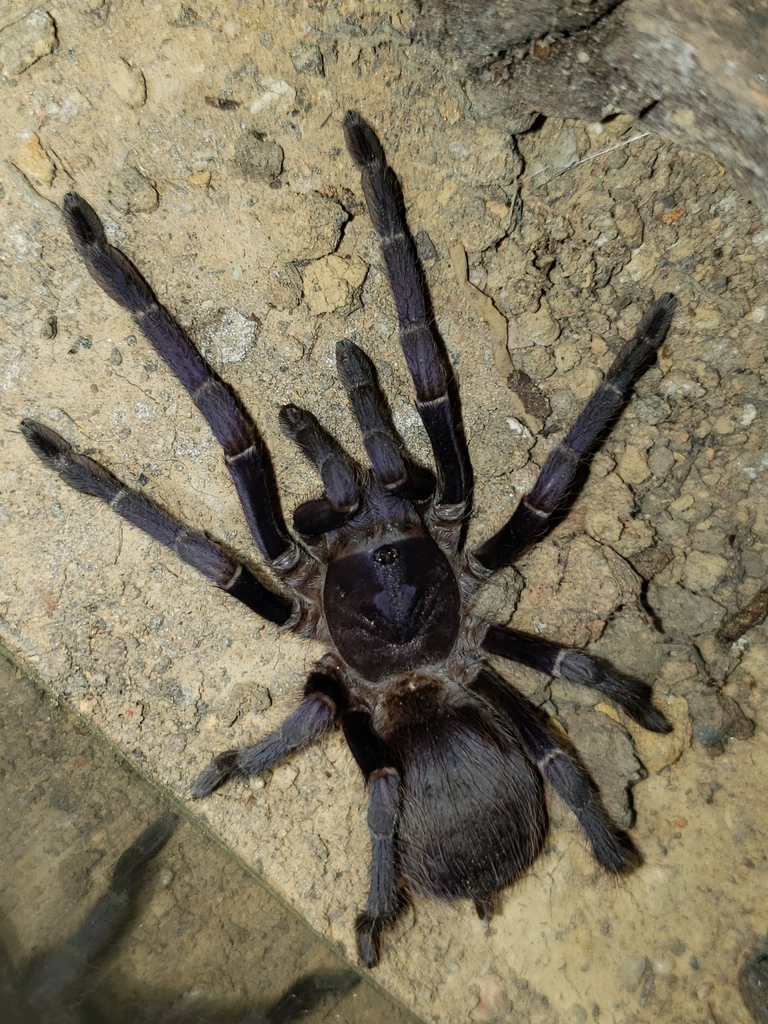 Lasiocyano sazimai from Lassance - MG, 39250-000, Brasil on September ...