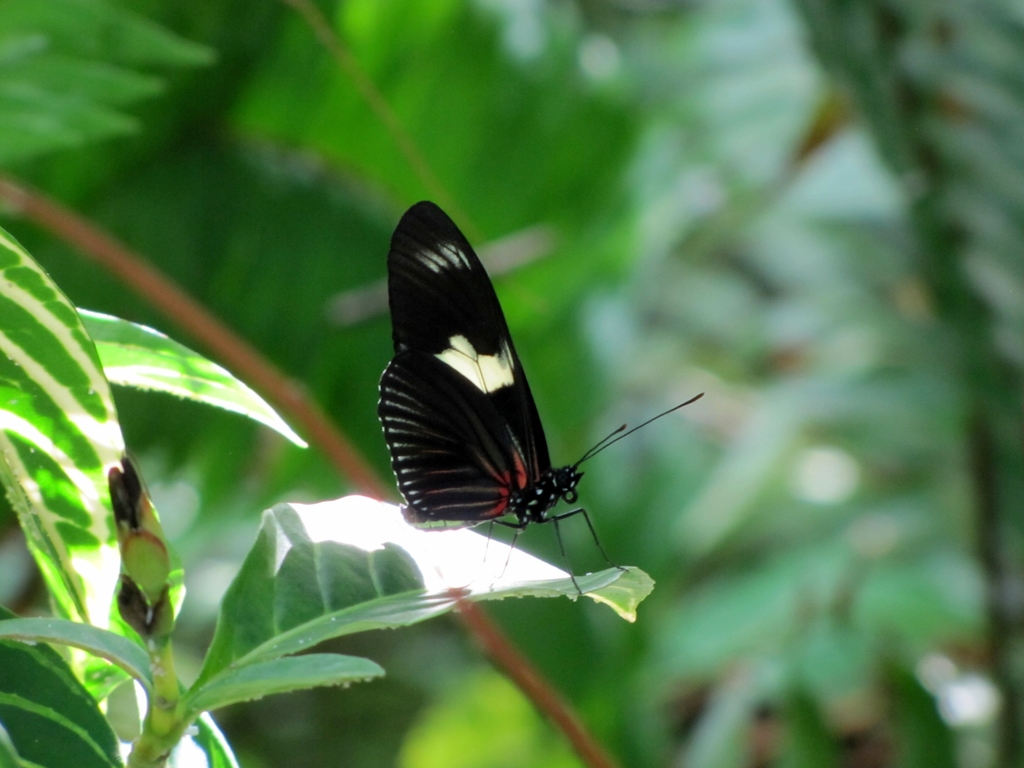 Doris Longwing from Bolongo, St Thomas 00802, USVI on January 30, 2013 at 10:18 AM by Nancy ...