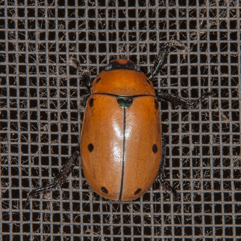 Grapevine Beetle from South Hero, VT 05486, USA on July 25, 2020 at 09:48 AM by clhulse ...