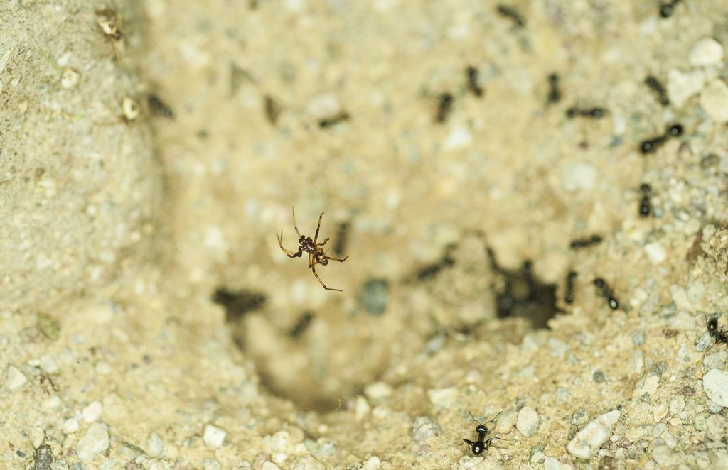 Veromessor pergandei from Kingston Range wilderness, california on ...